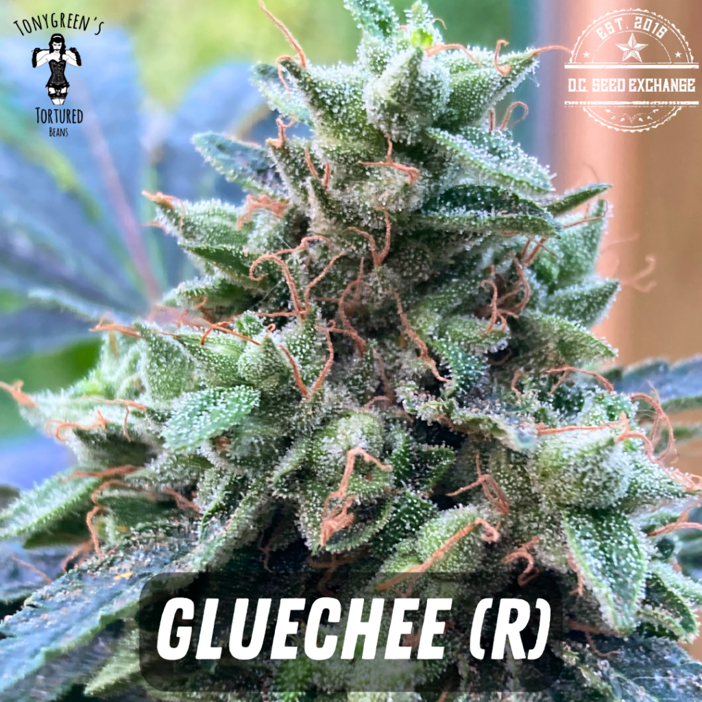 GlueChee F1 (GG4 x Cheese) Seeds: Buy Now | DC Seed Exchange