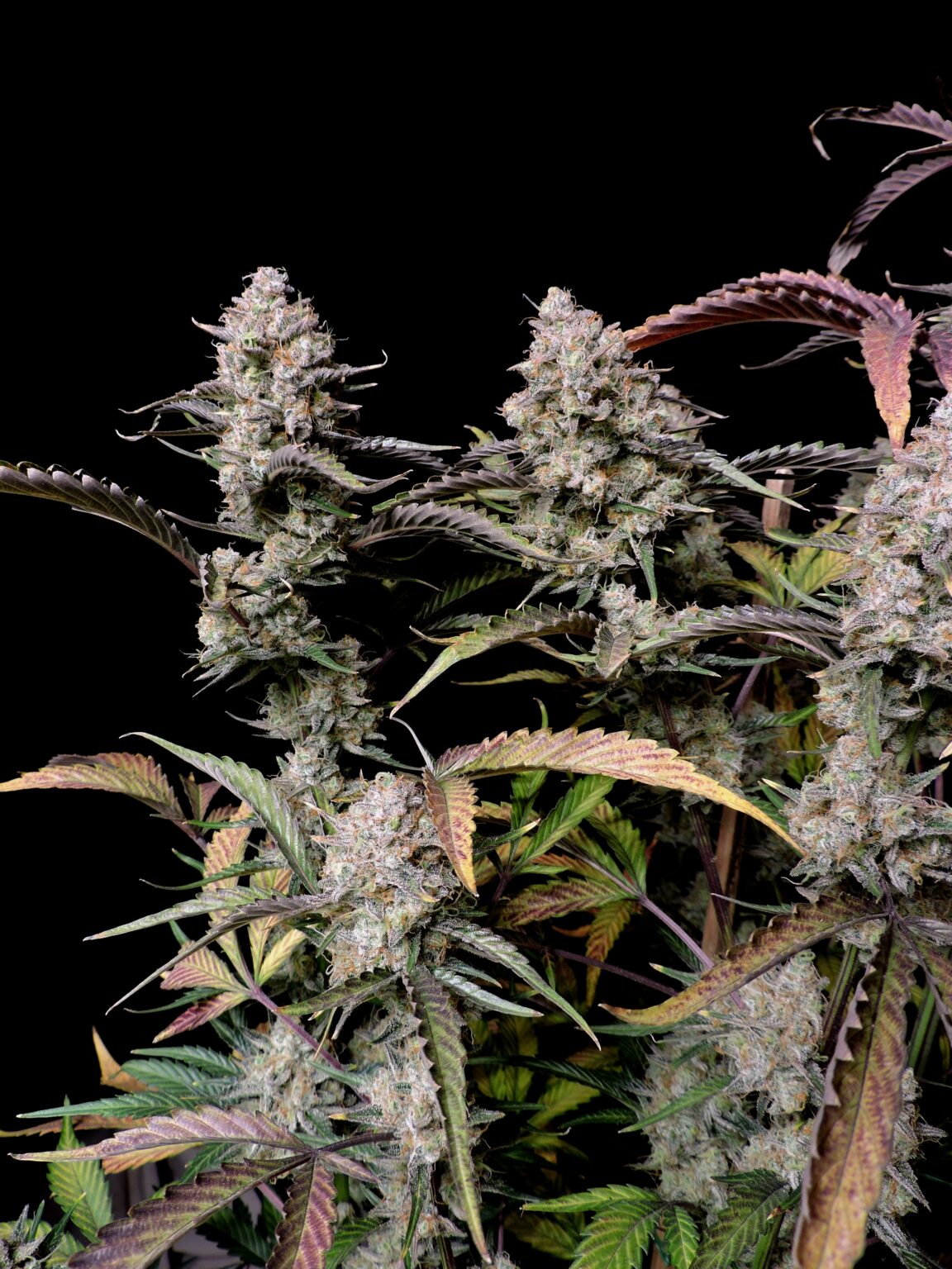 Gorilla Zkittlez Auto Seeds | Feminized Autoflower at DCSE