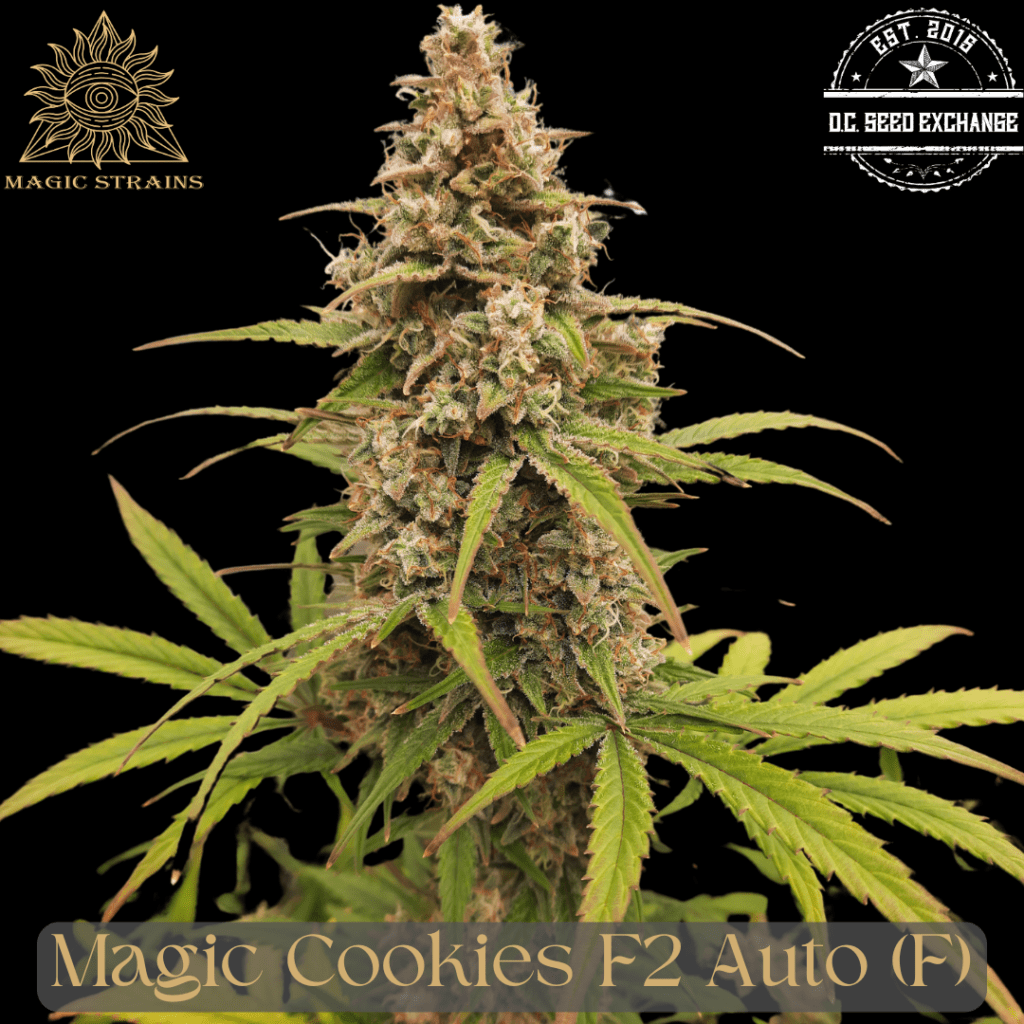 Magic Cookies F2 Auto Seeds: DCSE Feminized Autoflower