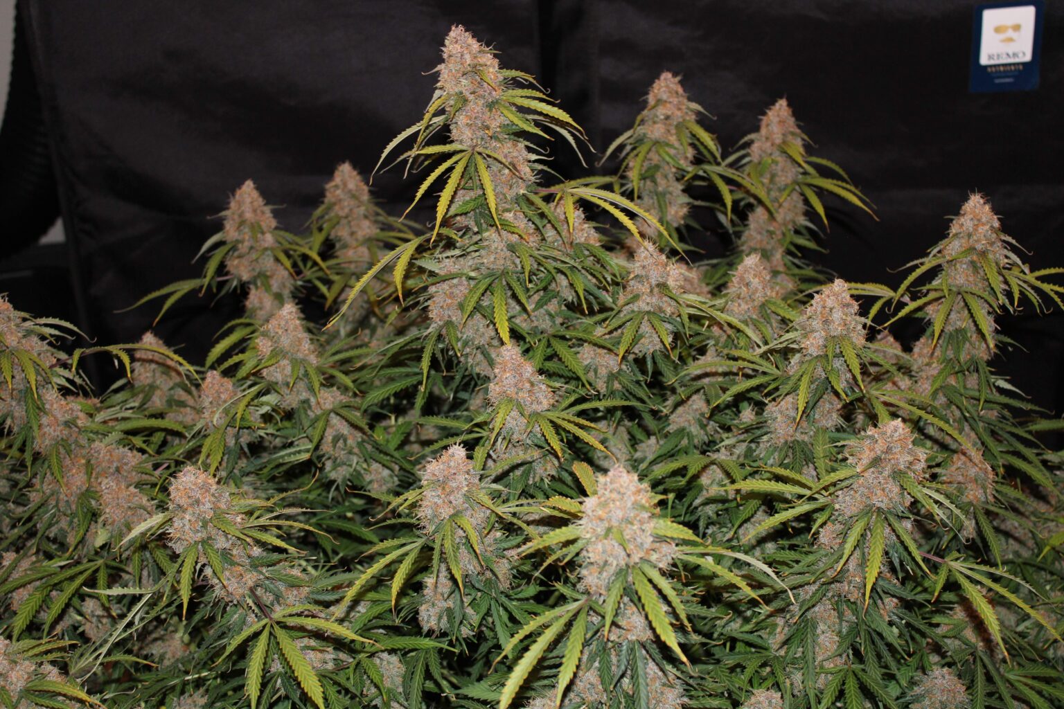 Northern Lights Auto 3: Feminized Autoflower Seeds - DCSE