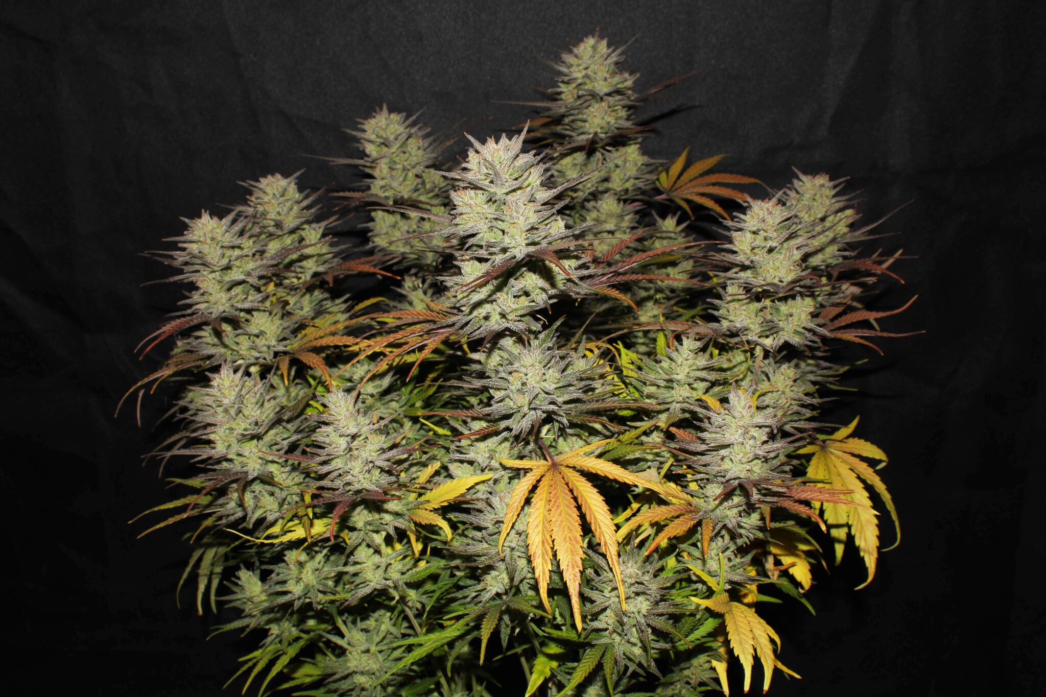 Northern Lights Auto 3: Feminized Autoflower Seeds - DCSE