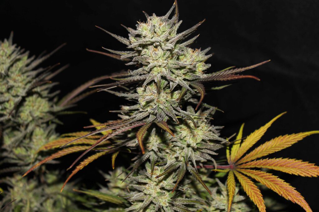 Northern Lights Auto 3: Feminized Autoflower Seeds - DCSE