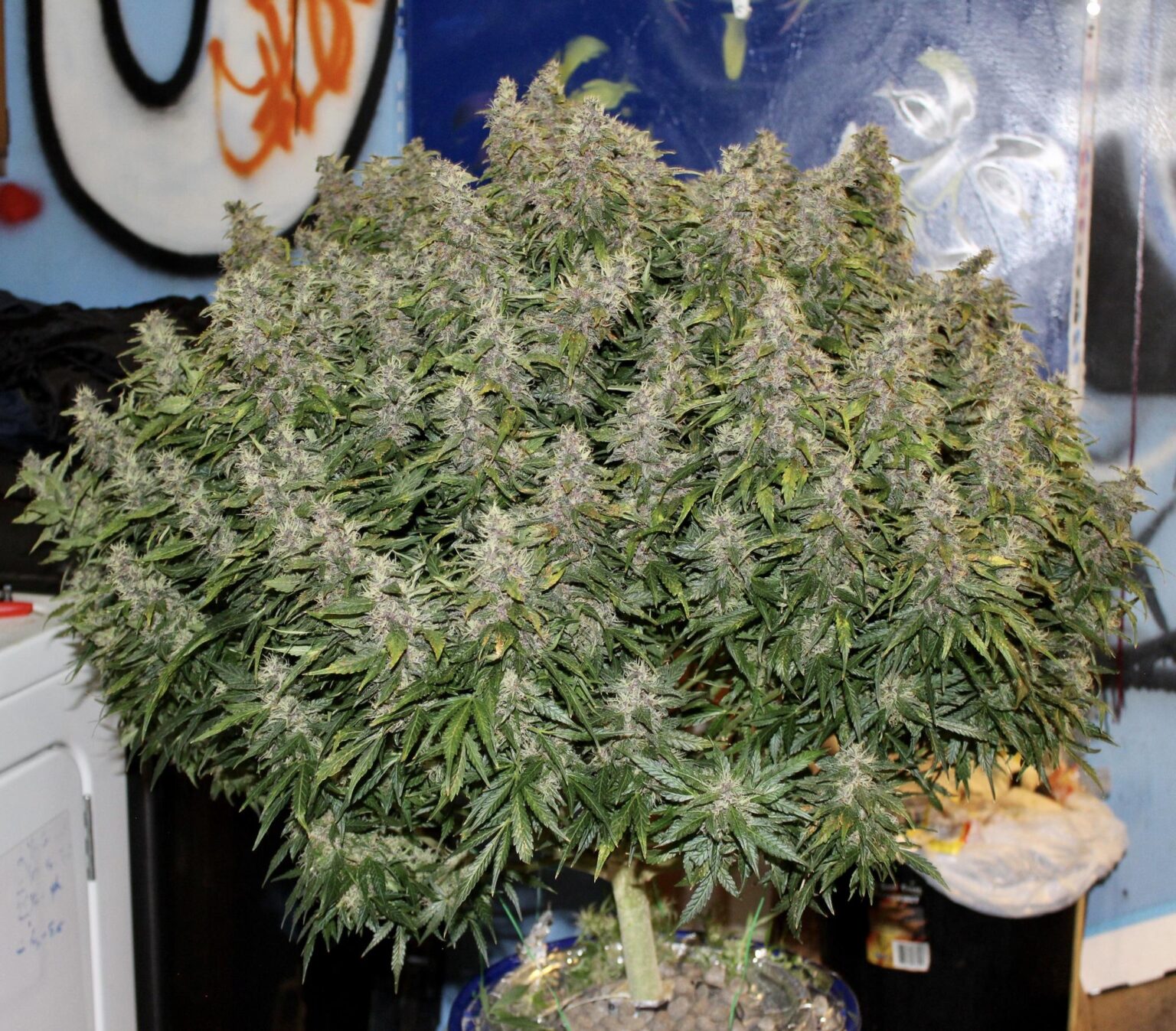 Northern Lights Auto 3: Feminized Autoflower Seeds - DCSE