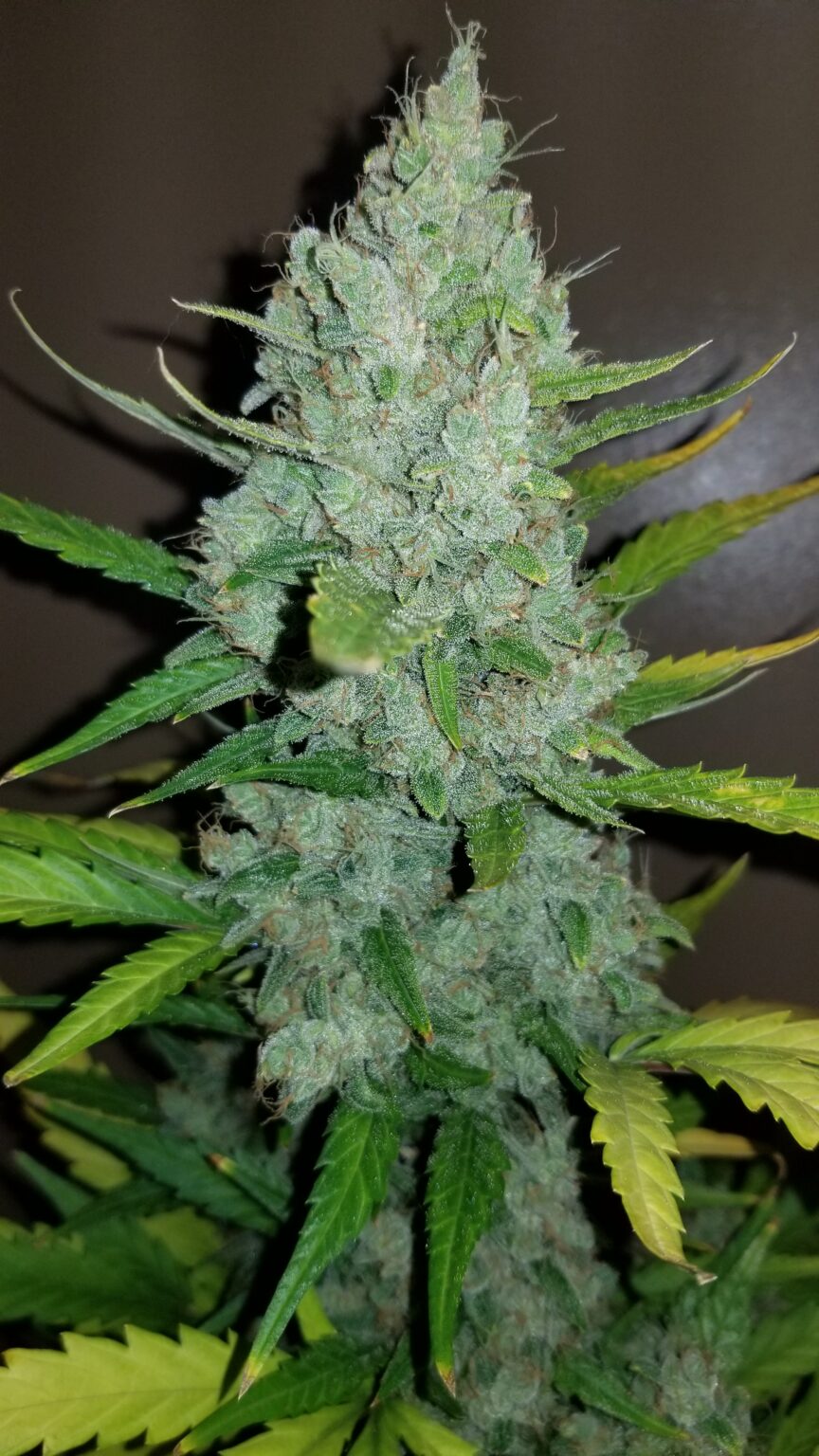 Sour Diesel Auto 3 Seeds: Buy at DCSE | sour diesel auto