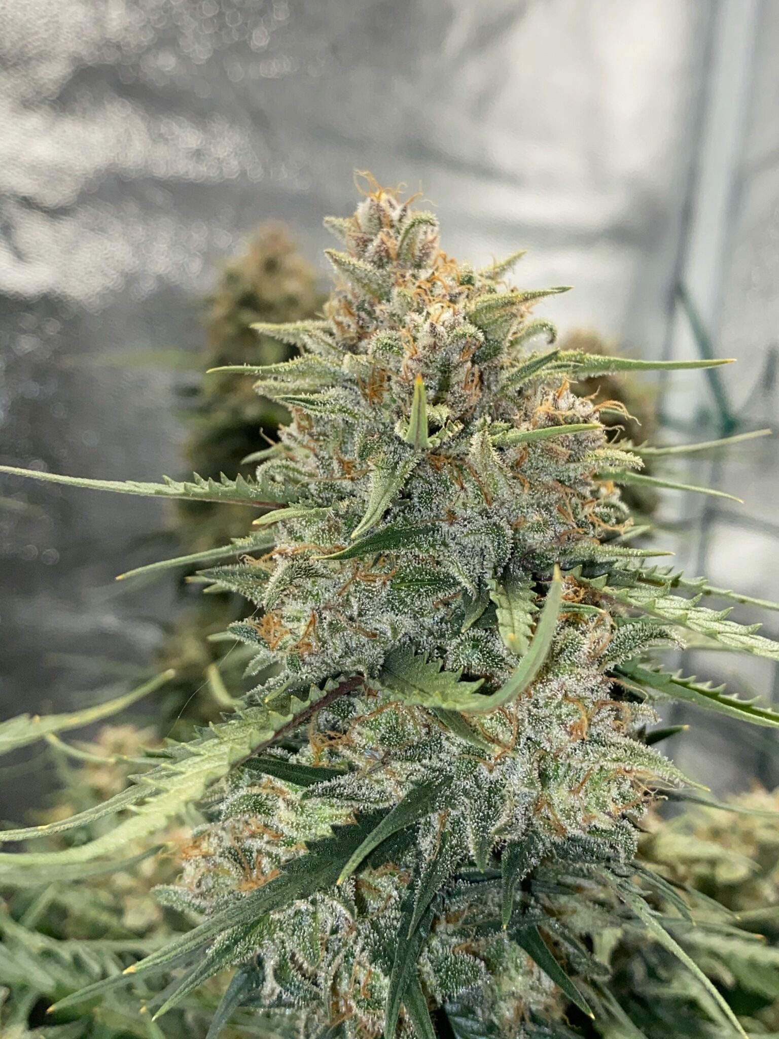 Sour Diesel Auto 3 Seeds: Buy at DCSE | sour diesel auto