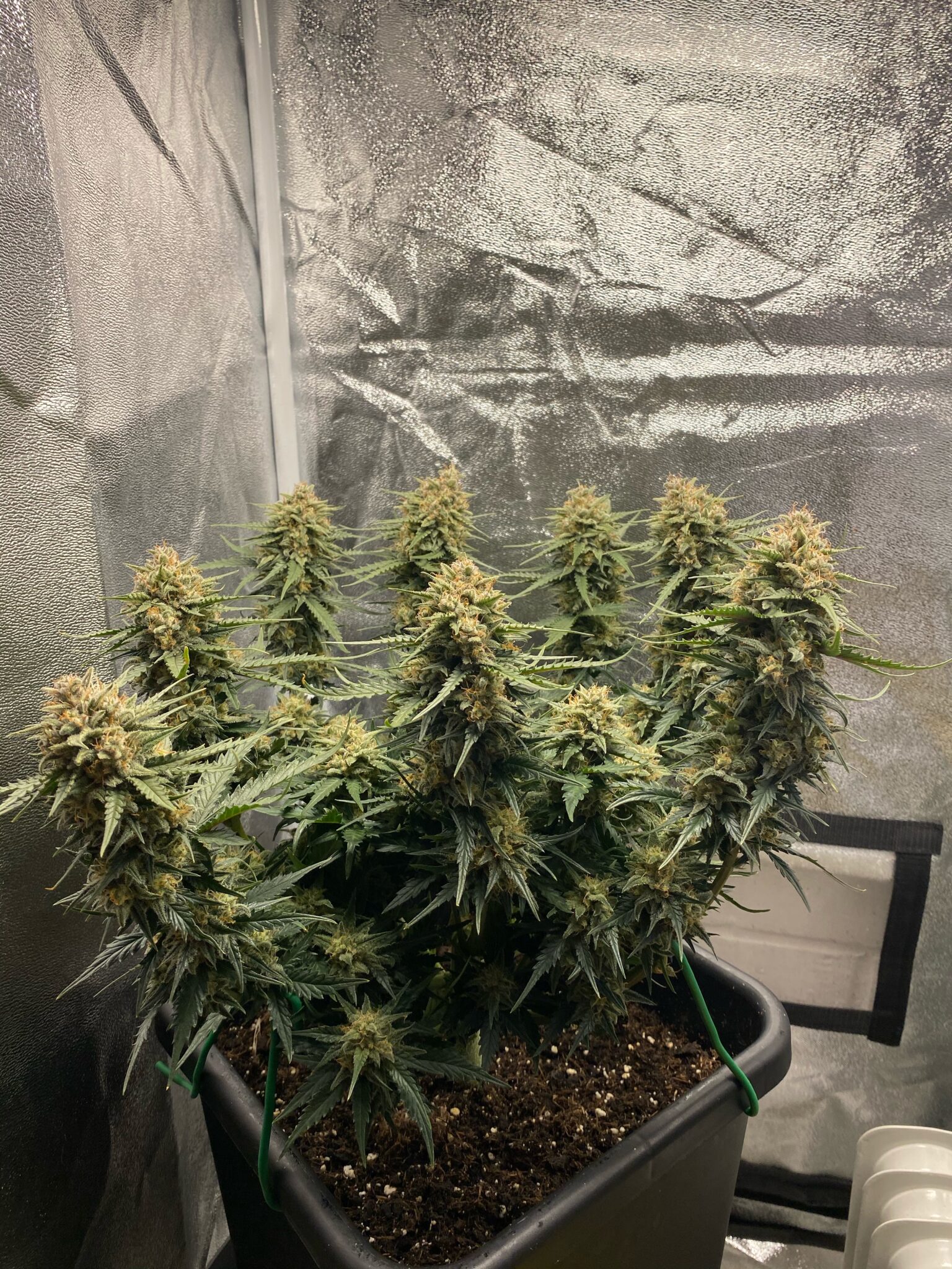 Sour Diesel Auto 3 Seeds: Buy at DCSE | sour diesel auto