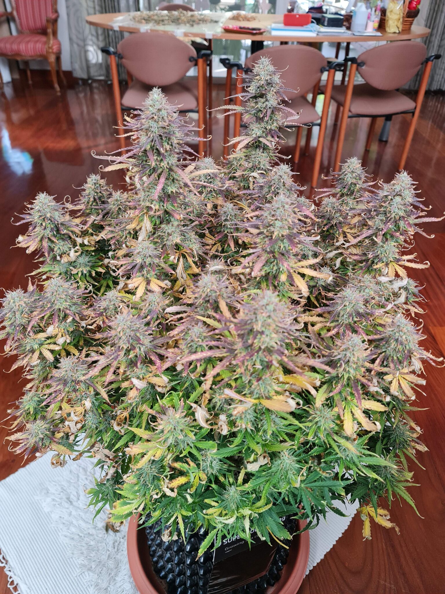 Sour Diesel Auto 3 Seeds: Buy at DCSE | sour diesel auto