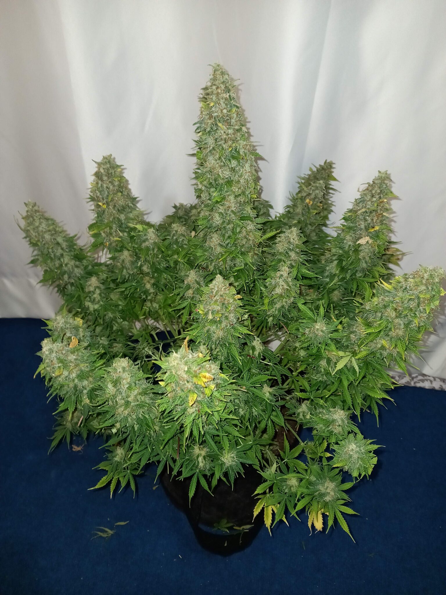 Sour Diesel Auto 3 Seeds: Buy at DCSE | sour diesel auto