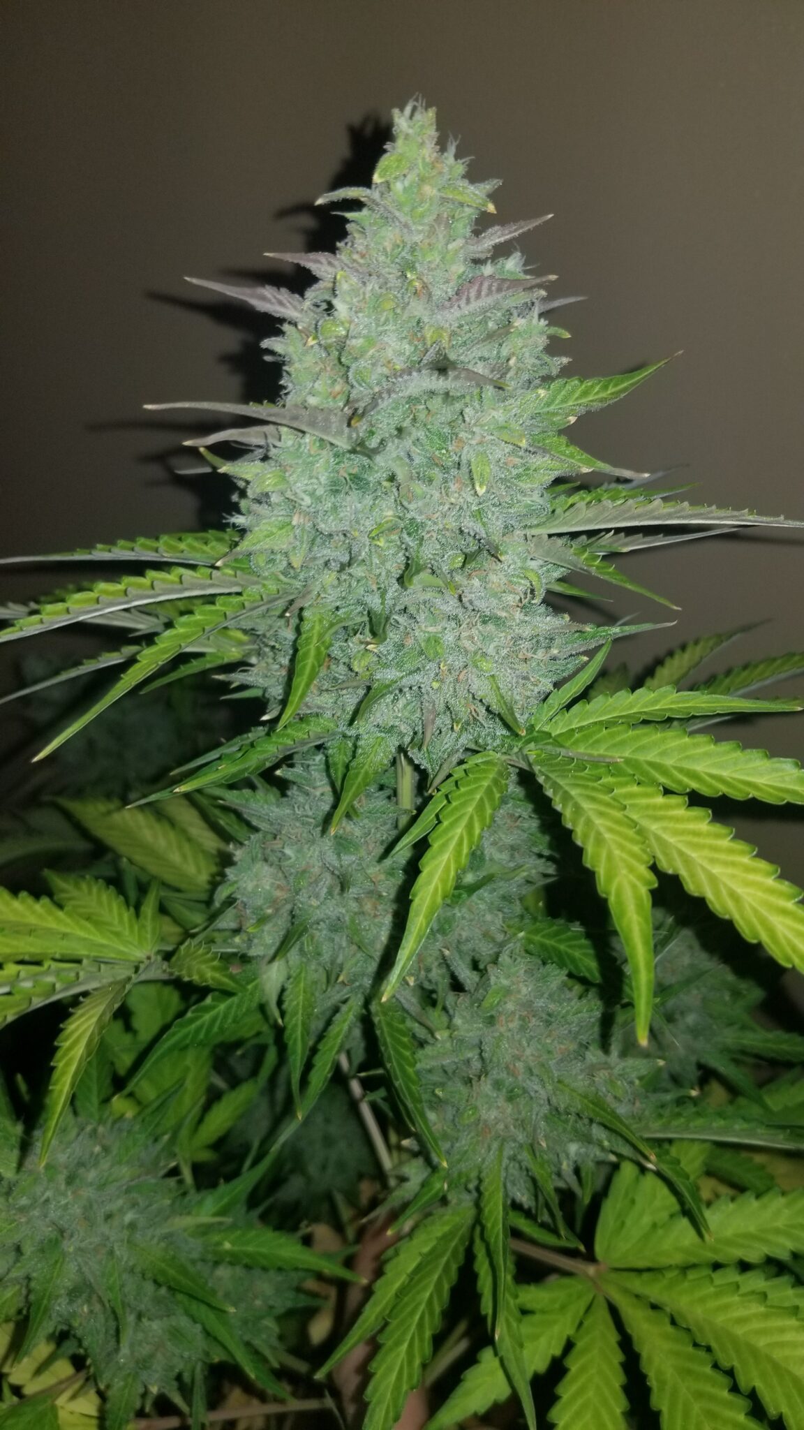 Cheese Auto 3 Feminized Autoflower Seeds - DCSE