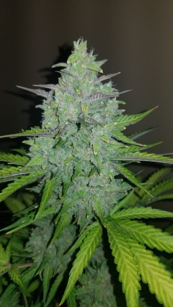 Cheese Auto 3 Feminized Autoflower Seeds - DCSE