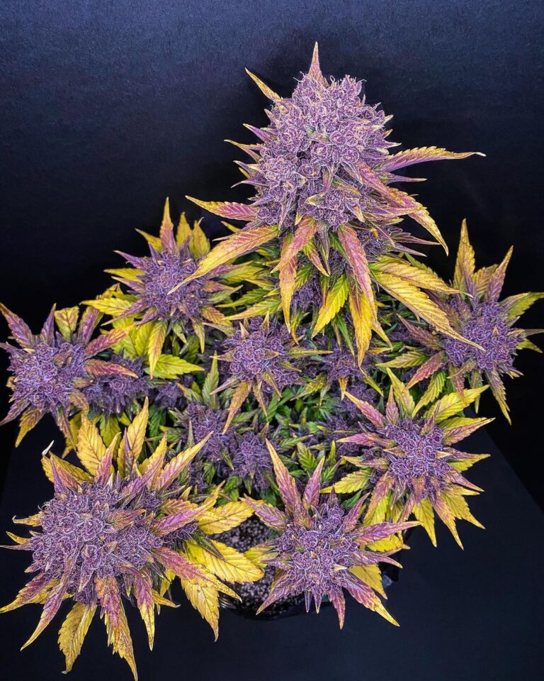 Purple Lemonade Auto 3: Feminized Autoflower Seeds - DCSE