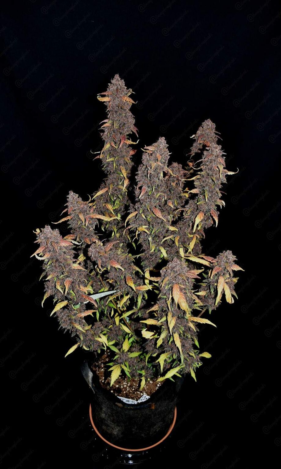 Purple Lemonade Auto 3: Feminized Autoflower Seeds - DCSE