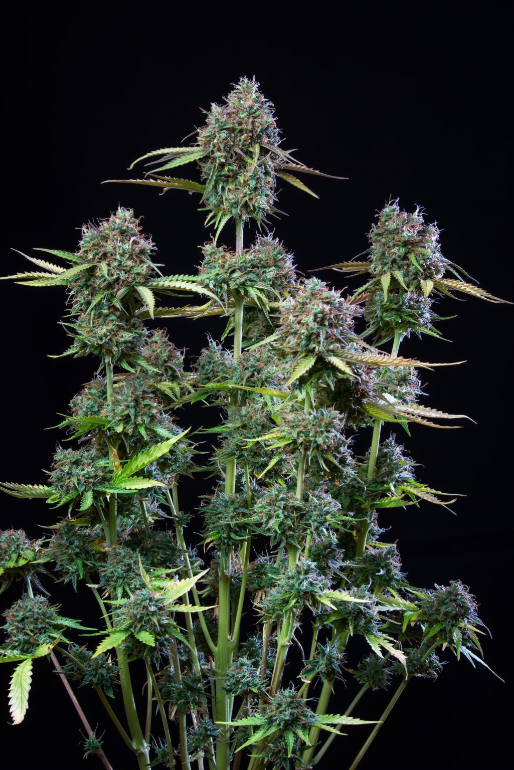 Trainwreck Auto 3: DCSE Autoflower Seeds (Waitlist)