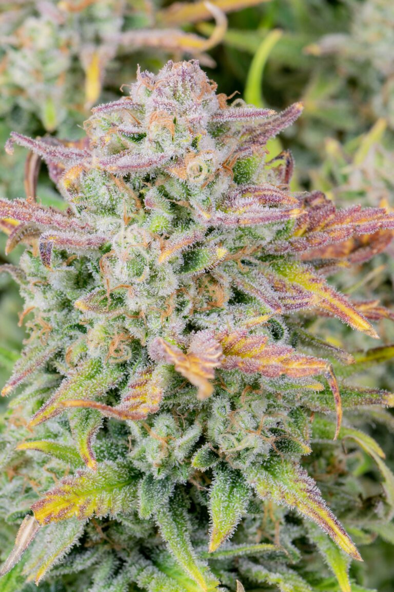 Trainwreck Auto 3: DCSE Autoflower Seeds (Waitlist)