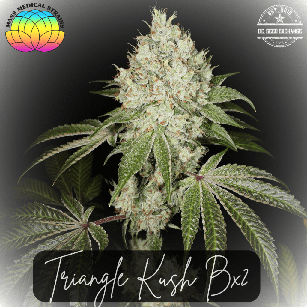 Triangle Kush Bx2 Seeds - DCSE | Genetics