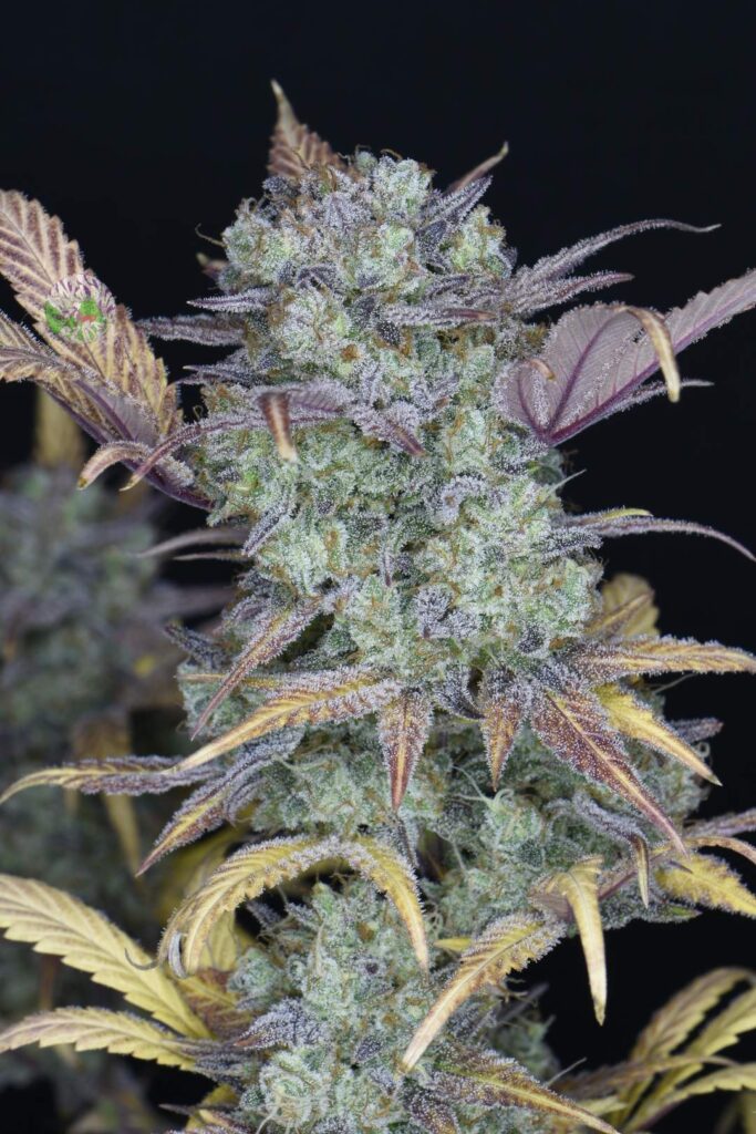 Gelato Auto 3 Feminized Autoflower Seeds - DCSE