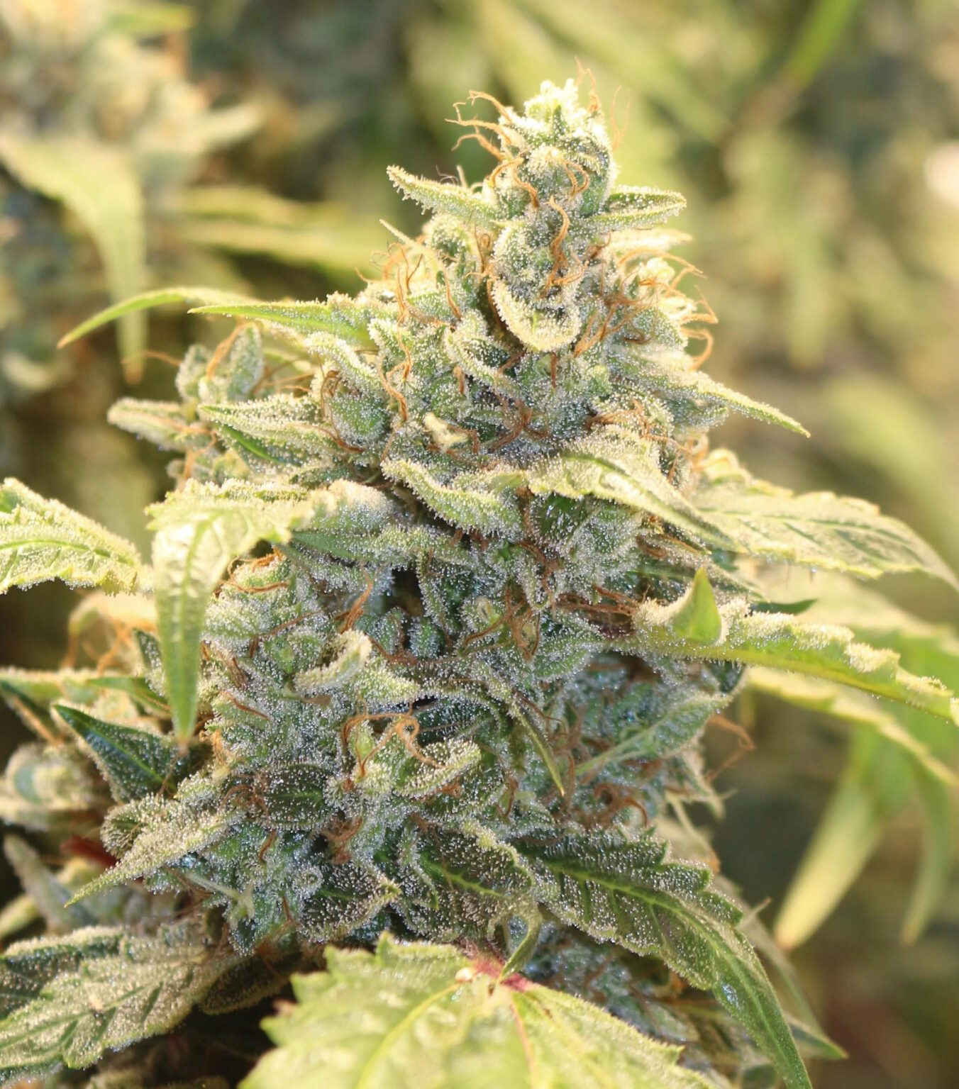 Mephisto Genetics Autoflower Seeds: Shop Premium Strains