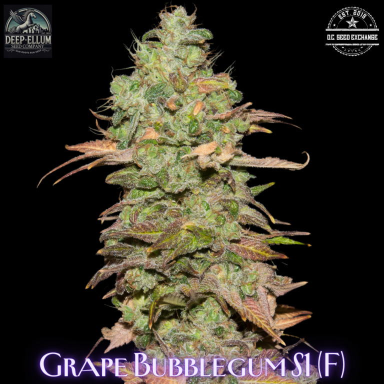 Grape Bubblegum S1 (1998 Bubblegum x 2001 Dallas Grape) 6 Feminized ...