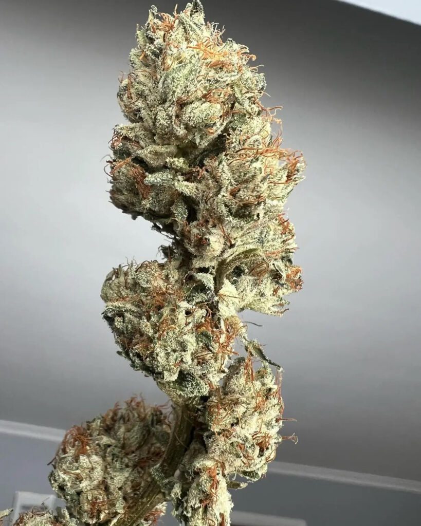 Original OG x Pre98 Bubba Kush Seeds: Buy Now from DCSE