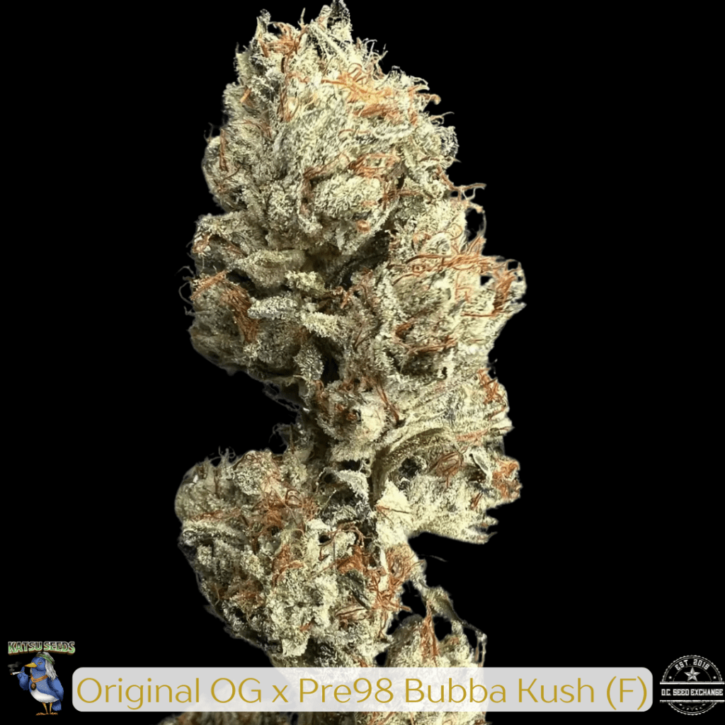 Original OG x Pre98 Bubba Kush Seeds: Buy Now from DCSE