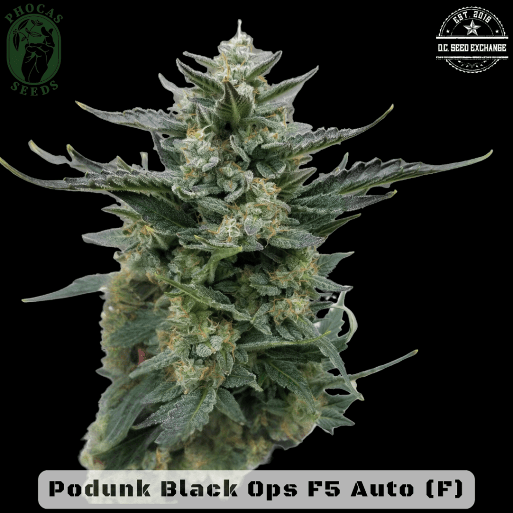 Podunk Black Ops F5 5 Feminized Autoflower Seeds - DCSE