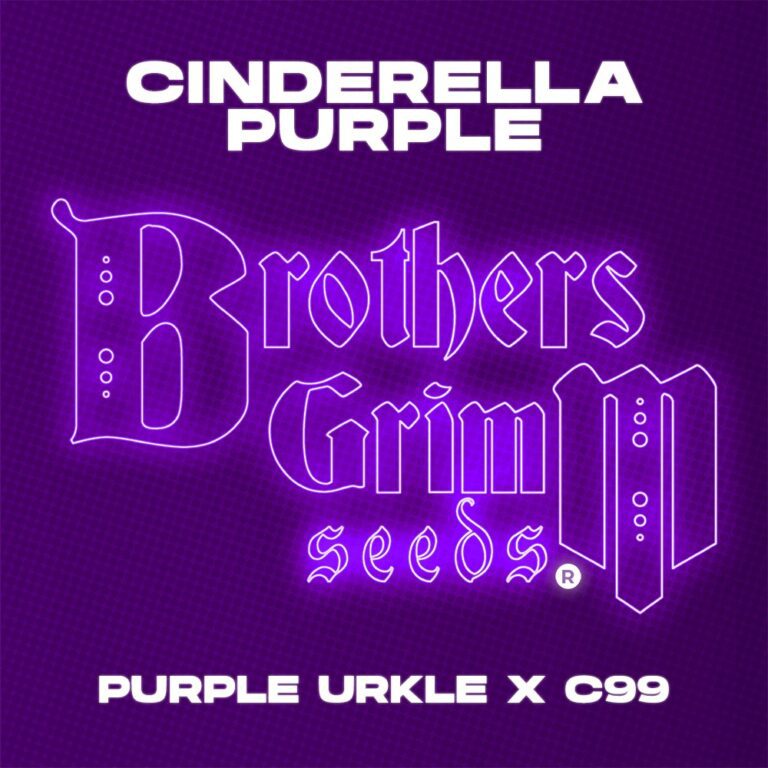 Cinderella Purple Seeds: Buy [Purple Urkle x C99] Now