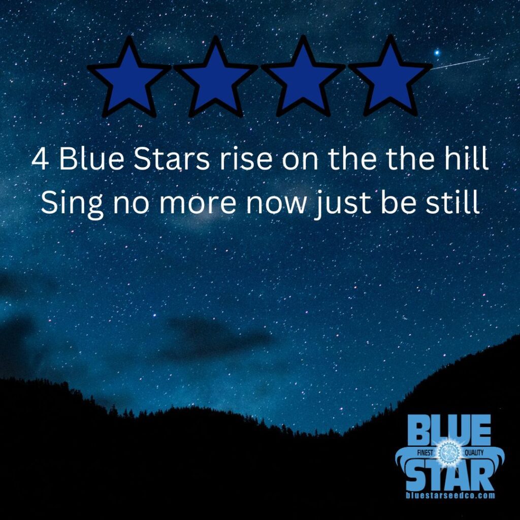 4 Blue Stars F1 Feminized Seeds: Buy Now from DCSE