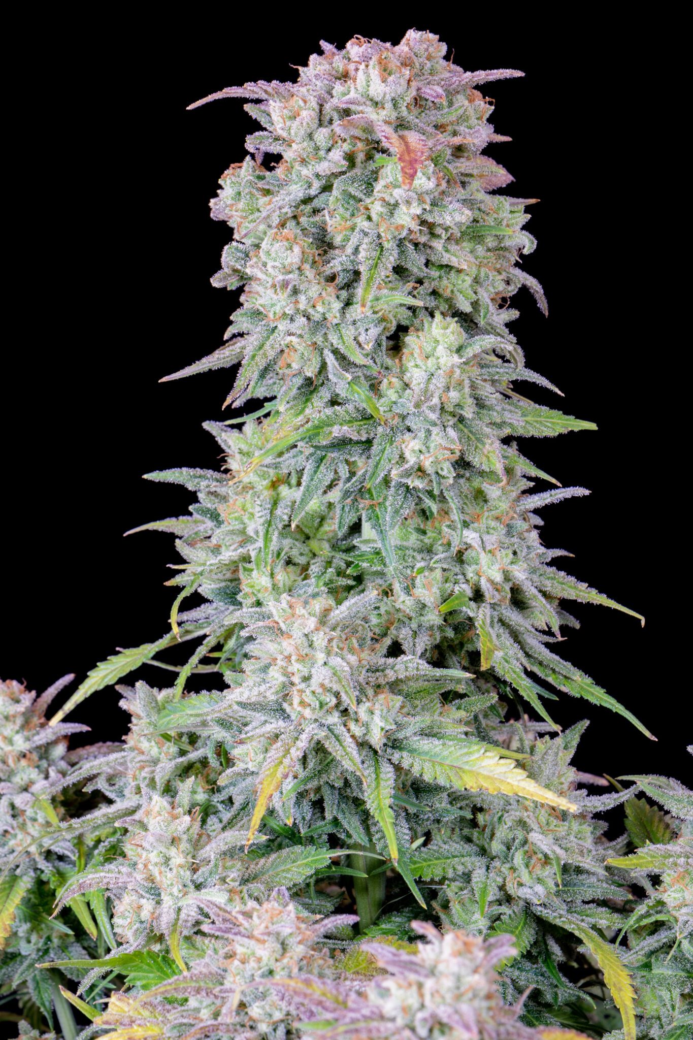 Afghan Kush Auto 3 Feminized Autoflower Seeds - DCSE