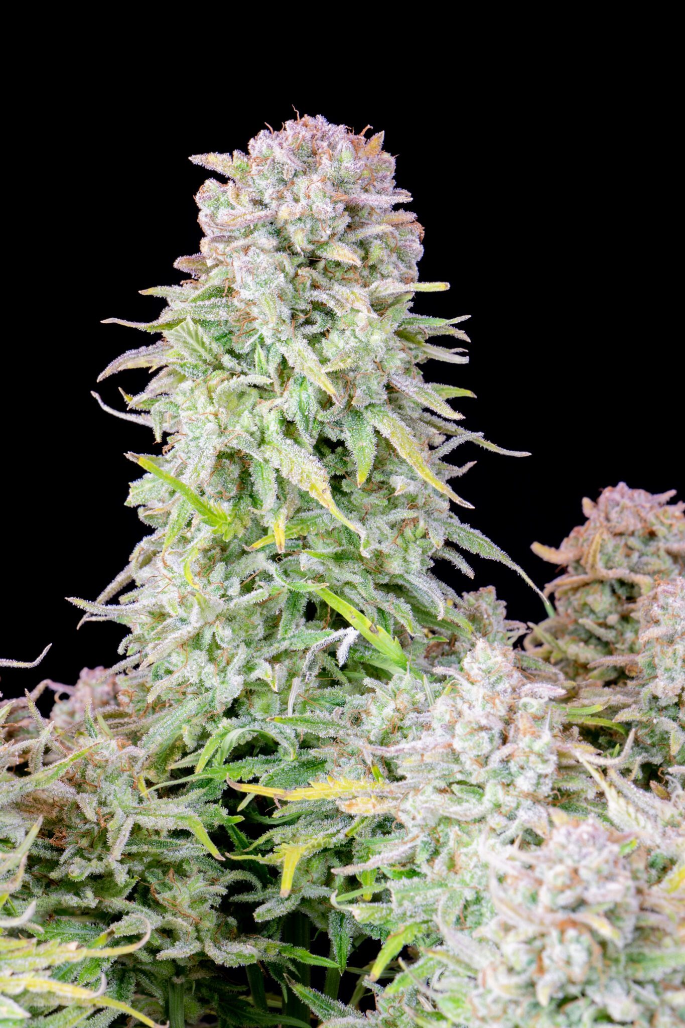 Afghan Kush Auto 3 Feminized Autoflower Seeds - DCSE