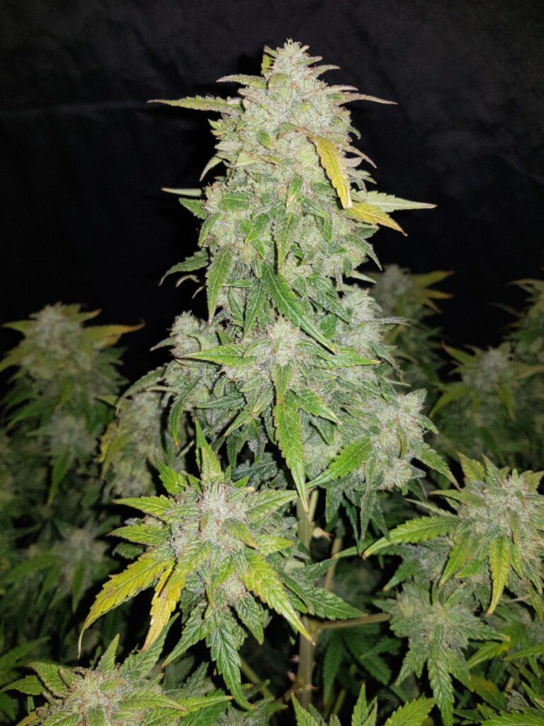 Amnesia Haze Auto 3 Seeds: High Yield Autoflower from DCSE