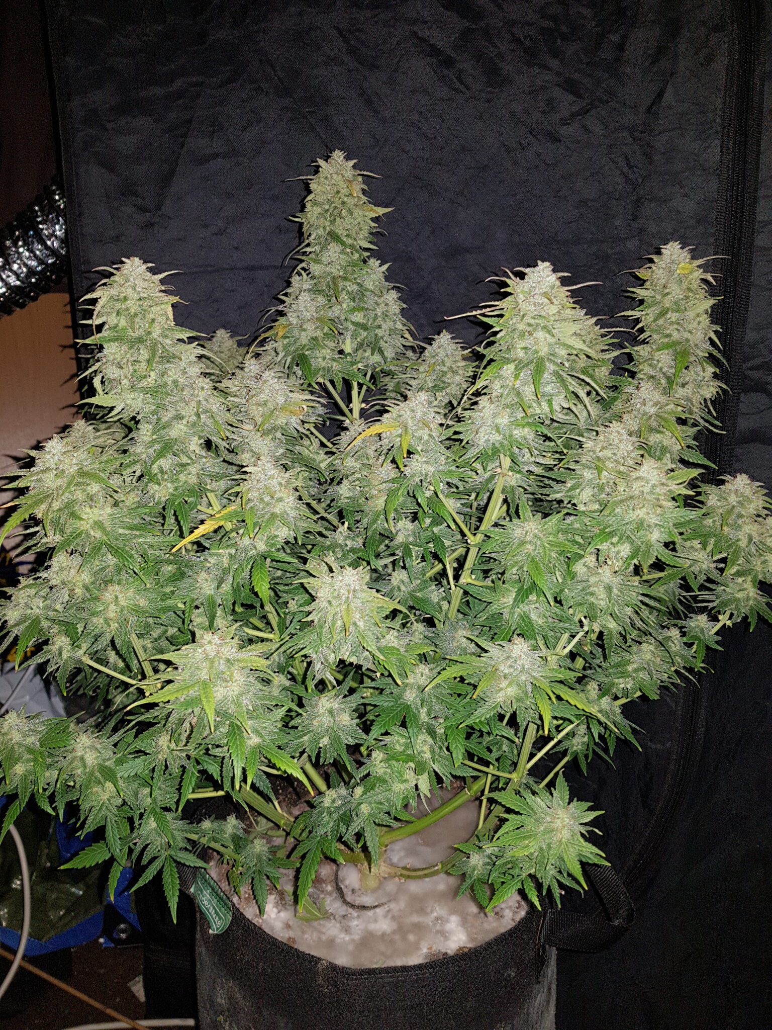 Amnesia Haze Auto 3 Seeds: High Yield Autoflower from DCSE