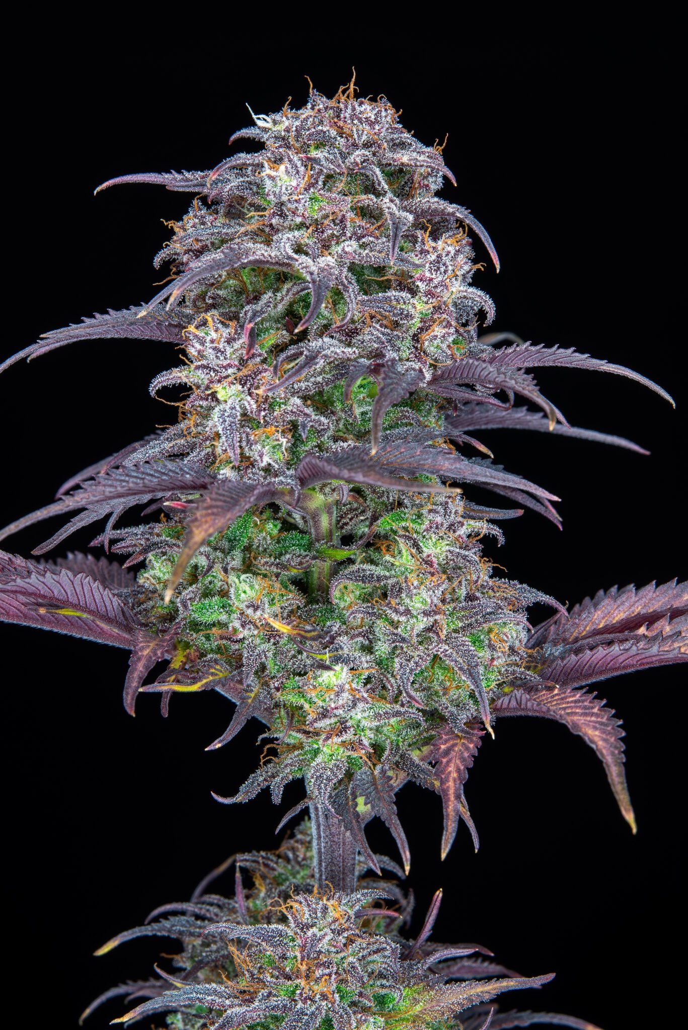 Blueberry Auto 3: Feminized Autoflower Seeds - DCSE