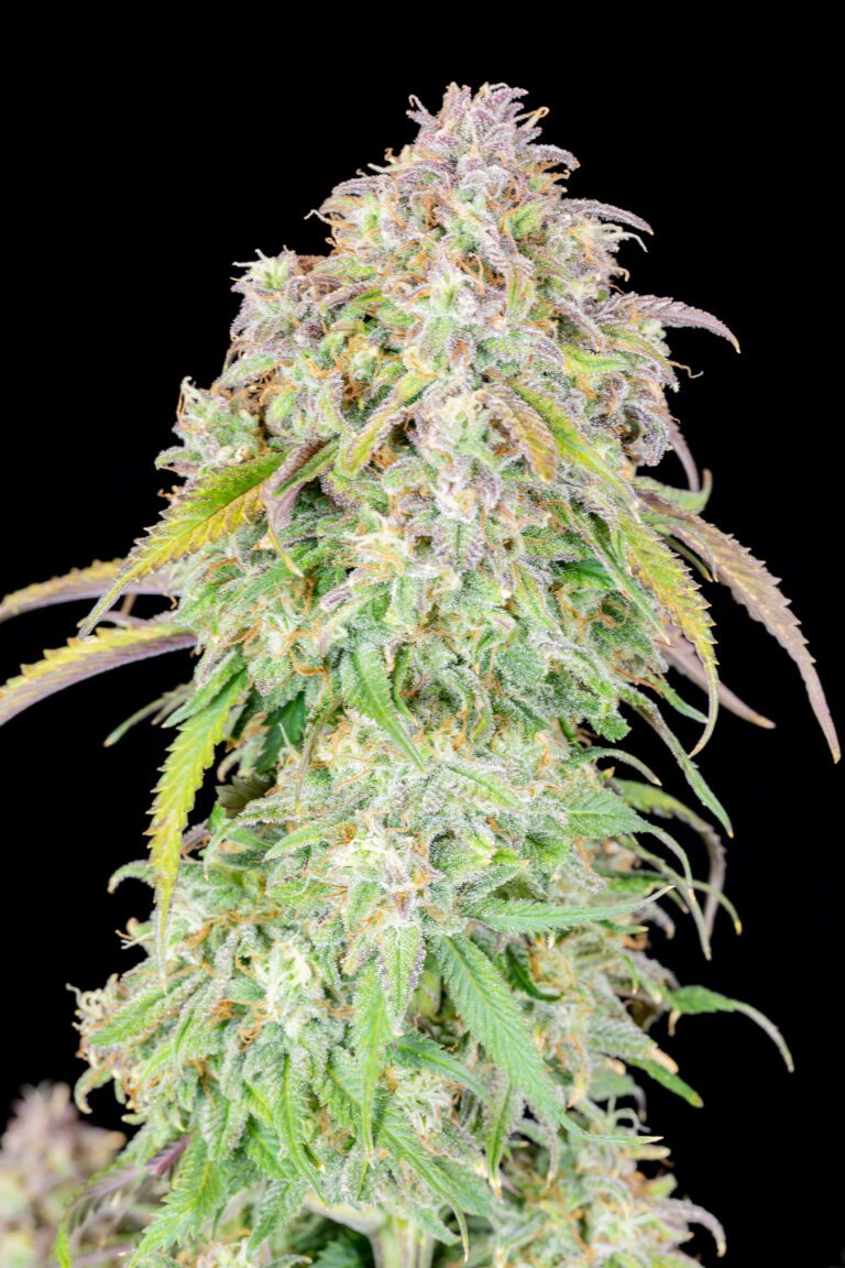 Blueberry Auto 3 Feminized Autoflower Seeds - DCSE