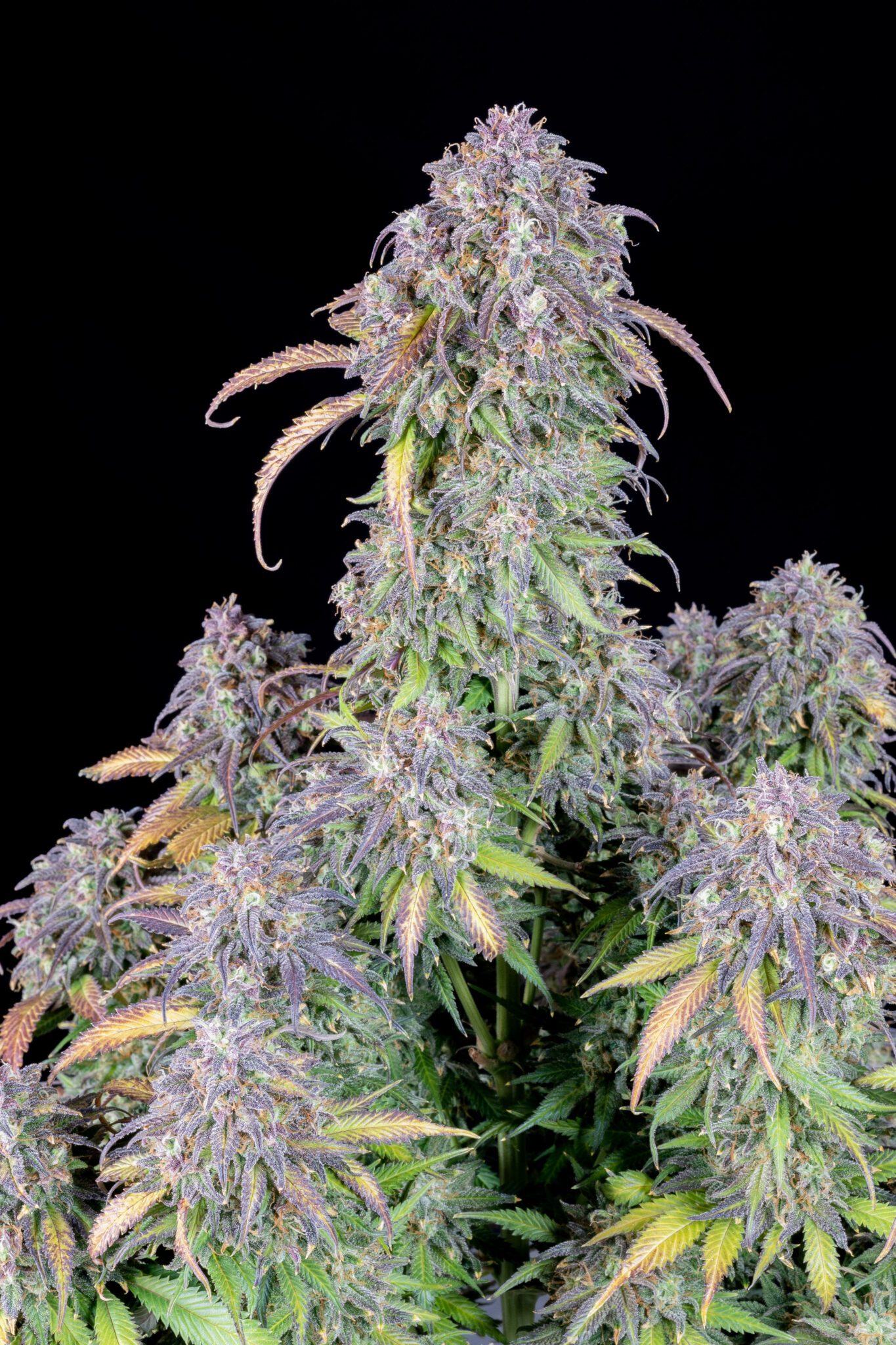 Blueberry Auto 3: Feminized Autoflower Seeds - DCSE