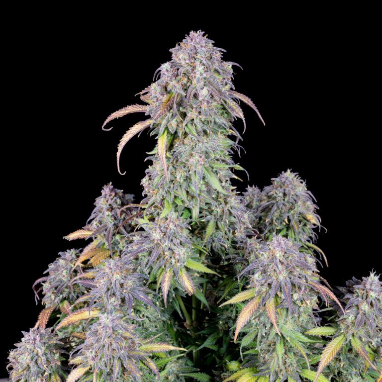 Blueberry Auto 3 Feminized Autoflower Seeds - DCSE