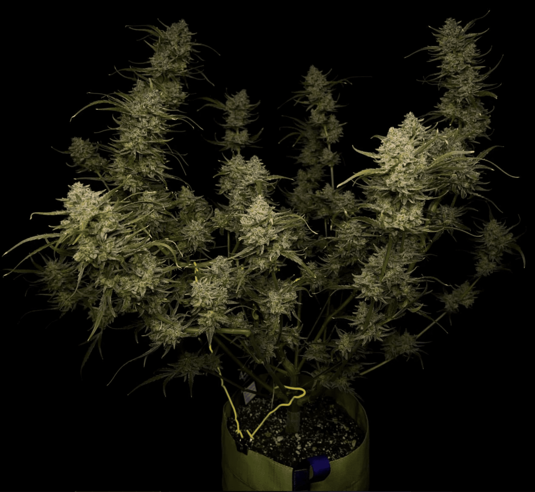 Guava Auto 3 Seeds: Buy Feminized Autoflower Seeds - DCSE