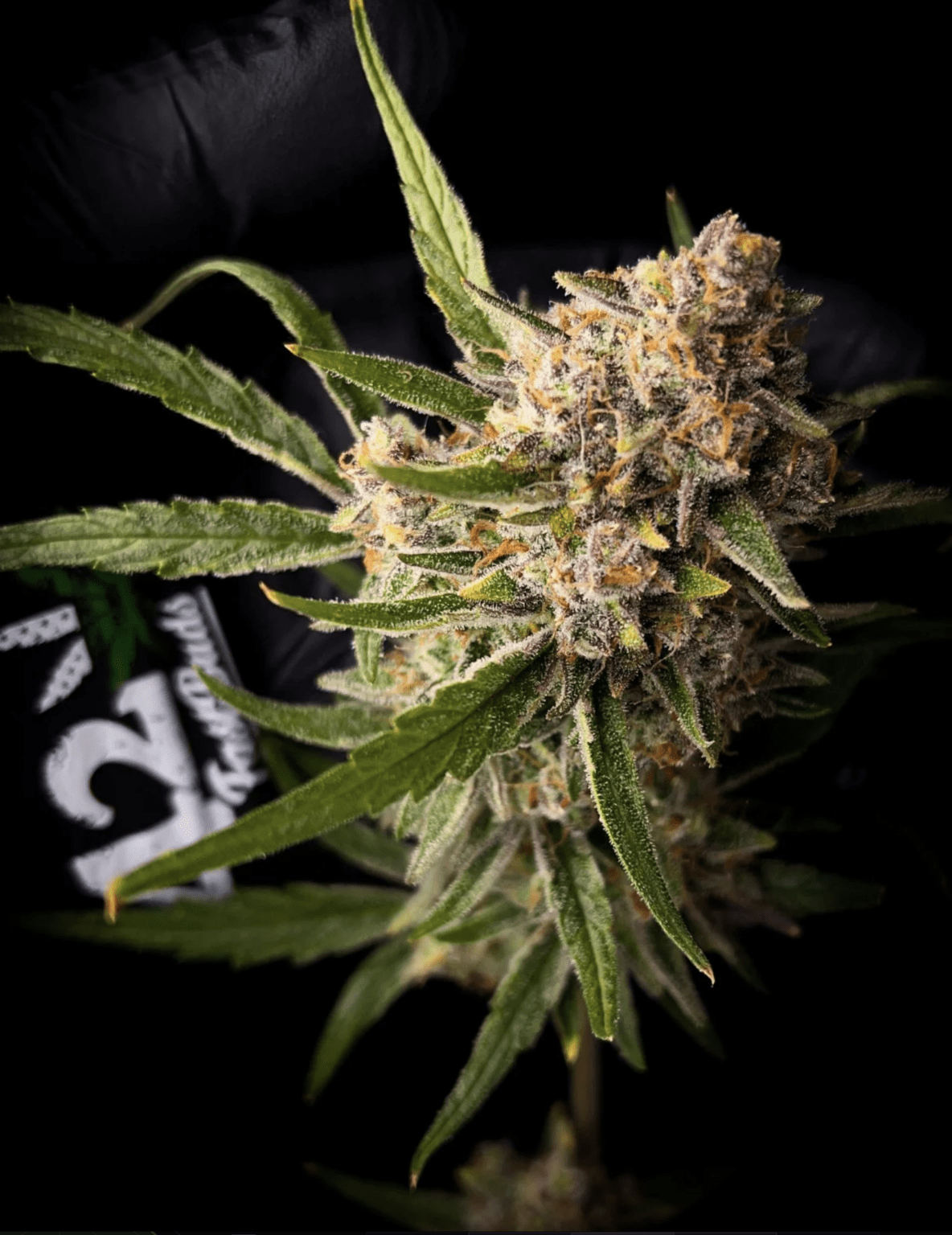 Guava Auto 3 Seeds: Buy Feminized Autoflower Seeds - DCSE