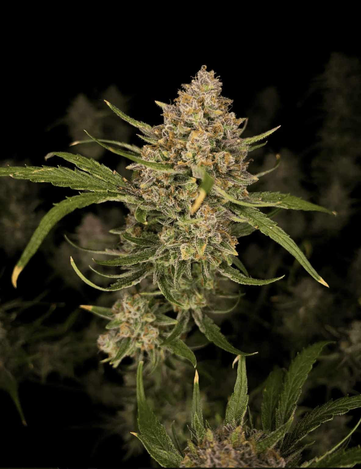 Guava Auto 3 Seeds: Buy Feminized Autoflower Seeds - DCSE