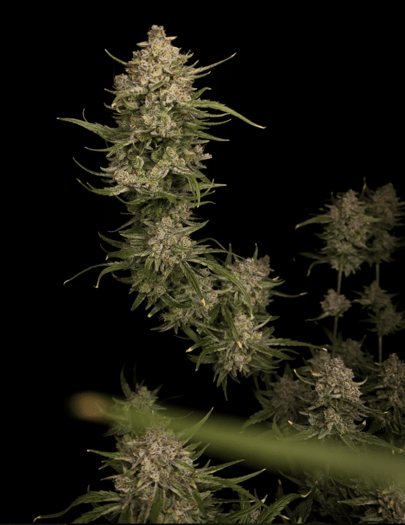 Guava Auto 3 Seeds: Buy Feminized Autoflower Seeds - DCSE