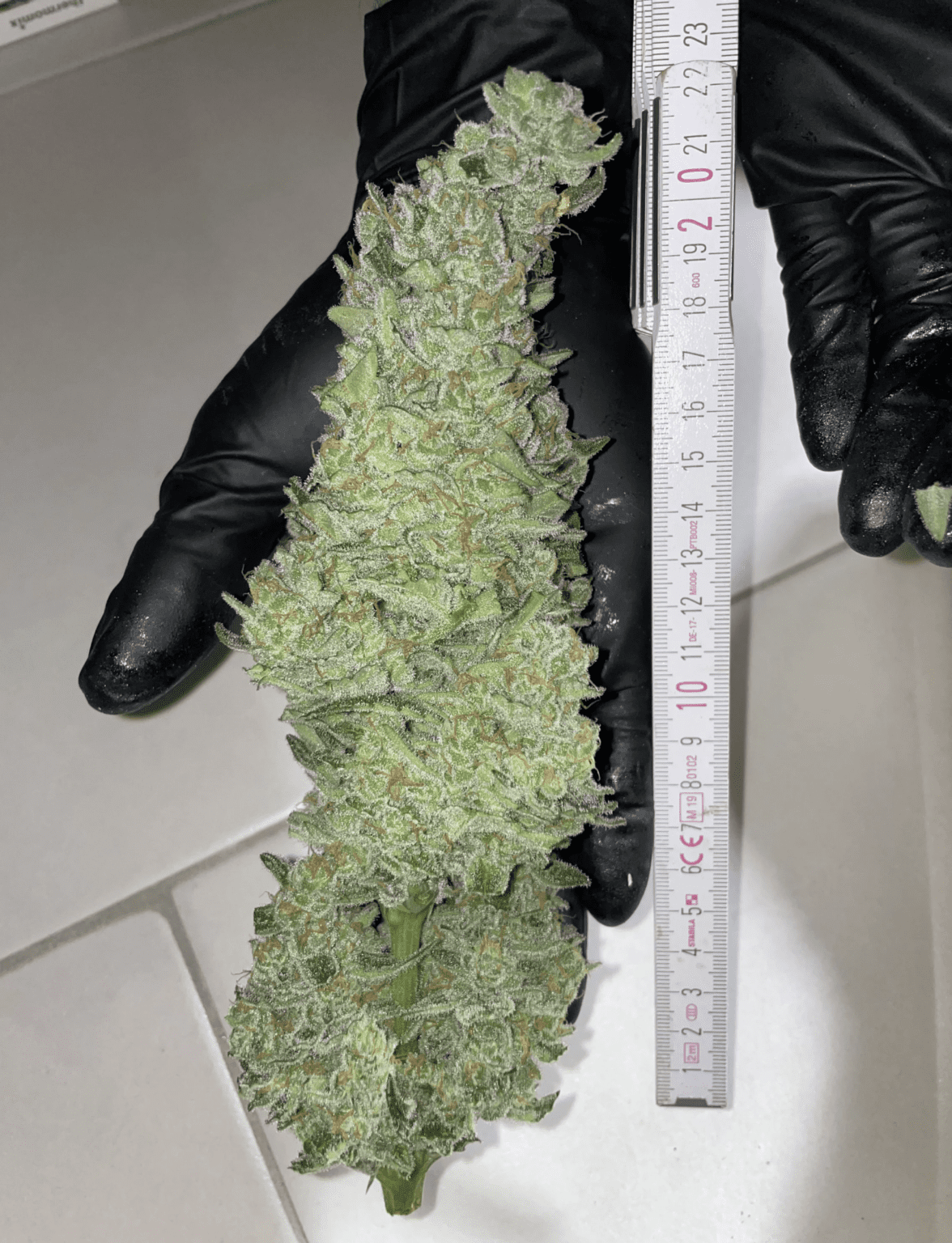 Guava Auto 3 Seeds: Buy Feminized Autoflower Seeds - DCSE