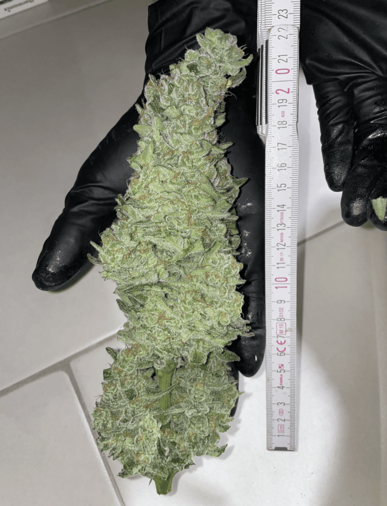 Guava Auto 3 Seeds: Buy Feminized Autoflower Seeds - DCSE