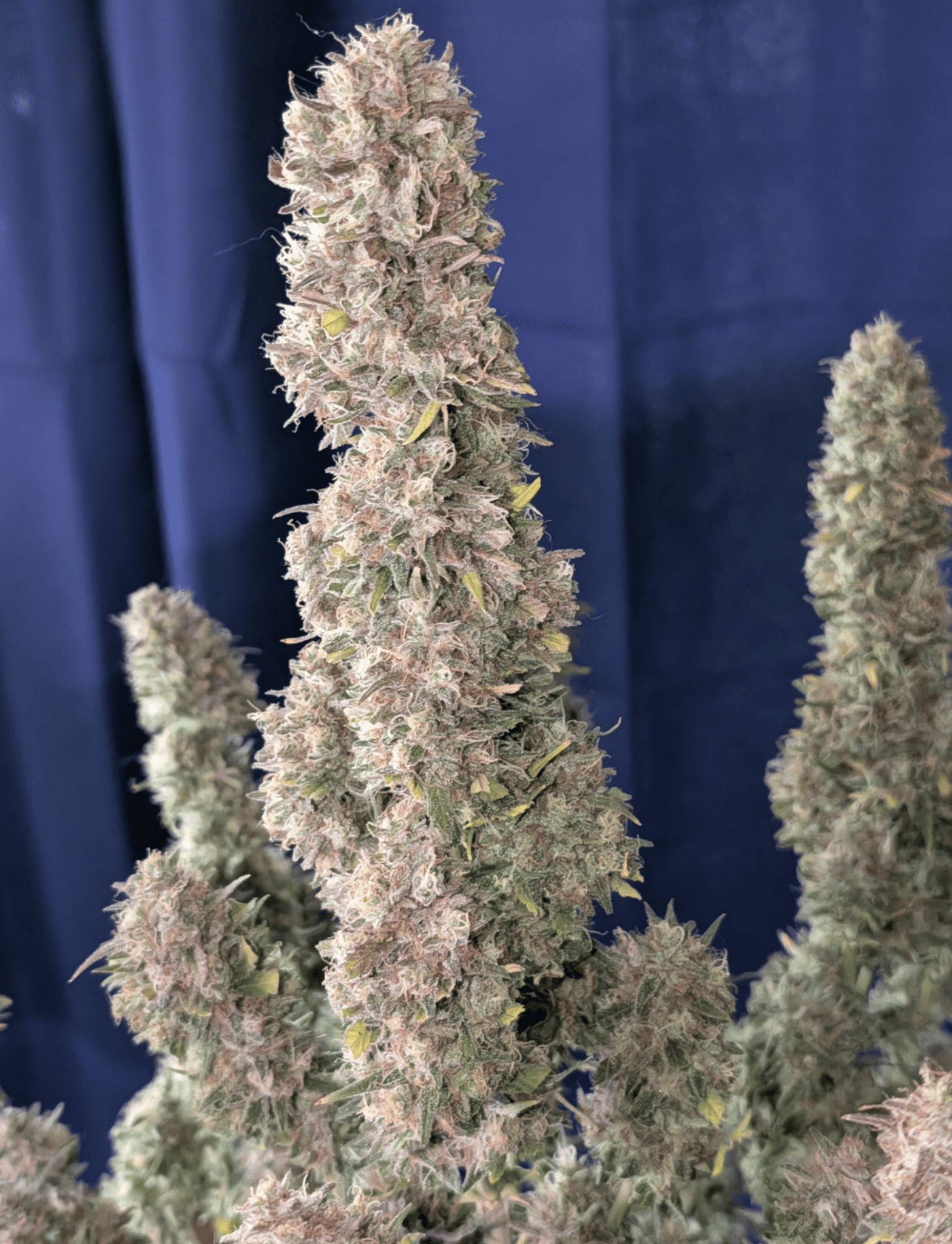 Guava Auto 3 Seeds: Buy Feminized Autoflower Seeds - DCSE