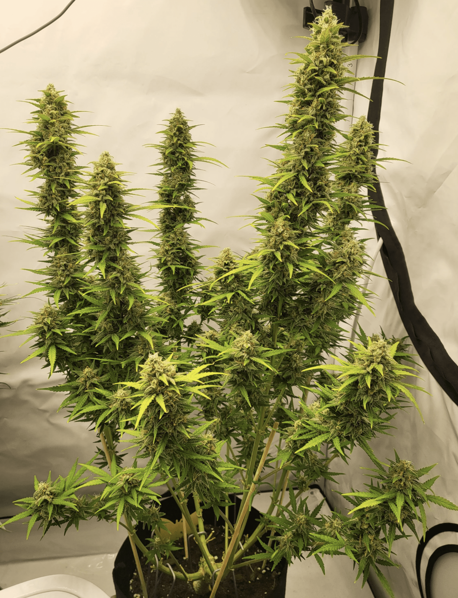 Guava Auto 3 Seeds: Buy Feminized Autoflower Seeds - DCSE
