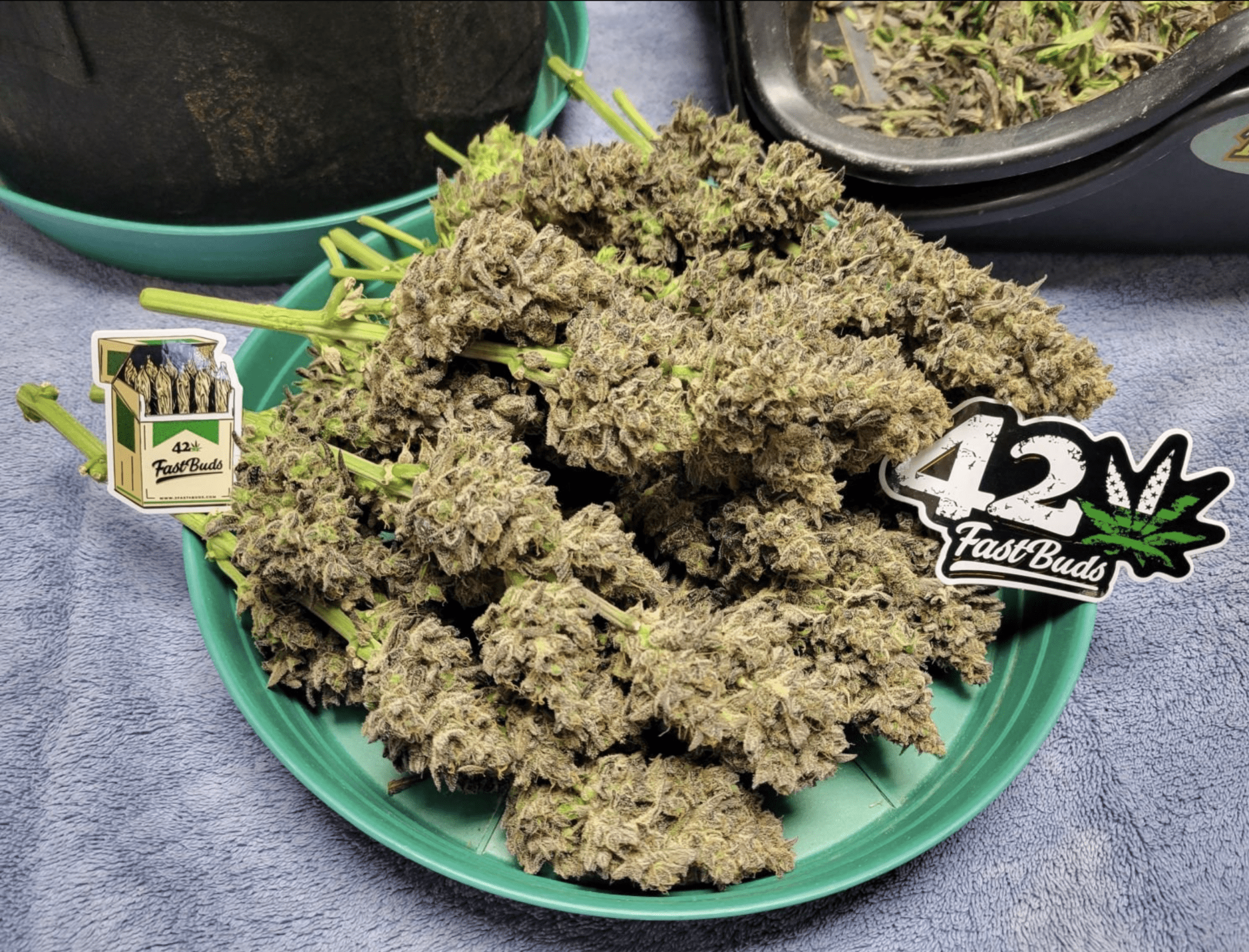 Guava Auto 3 Seeds: Buy Feminized Autoflower Seeds - DCSE