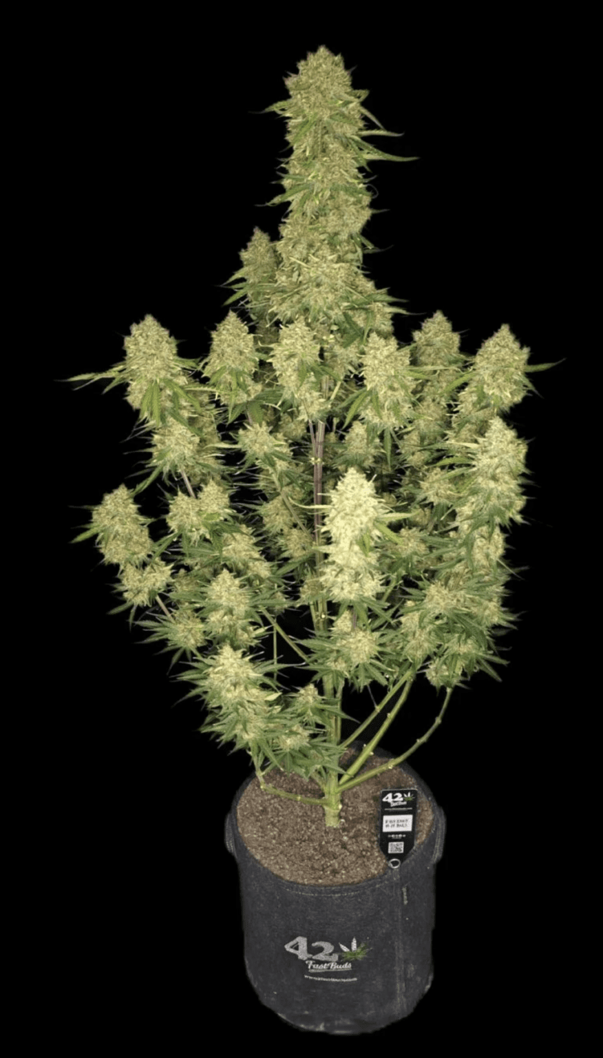 Guava Auto 3 Seeds: Buy Feminized Autoflower Seeds - DCSE