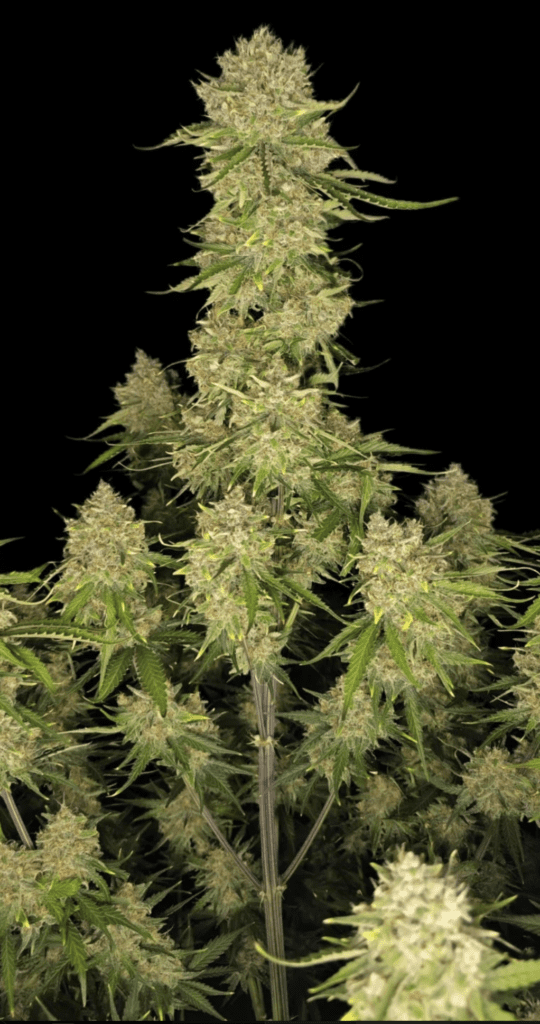 Guava Auto 3 Seeds: Buy Feminized Autoflower Seeds - DCSE