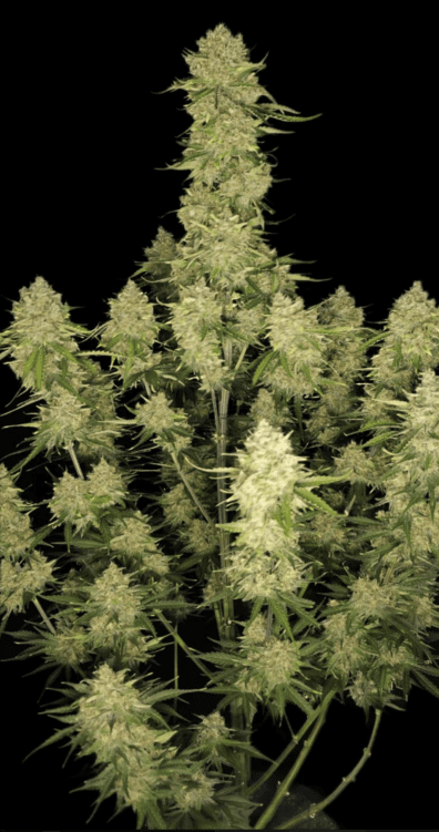 Guava Auto 3 Seeds: Buy Feminized Autoflower Seeds - DCSE