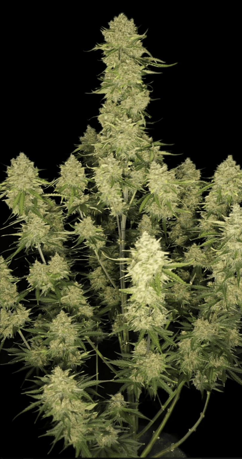 Guava Auto 3 Seeds: Buy Feminized Autoflower Seeds - DCSE