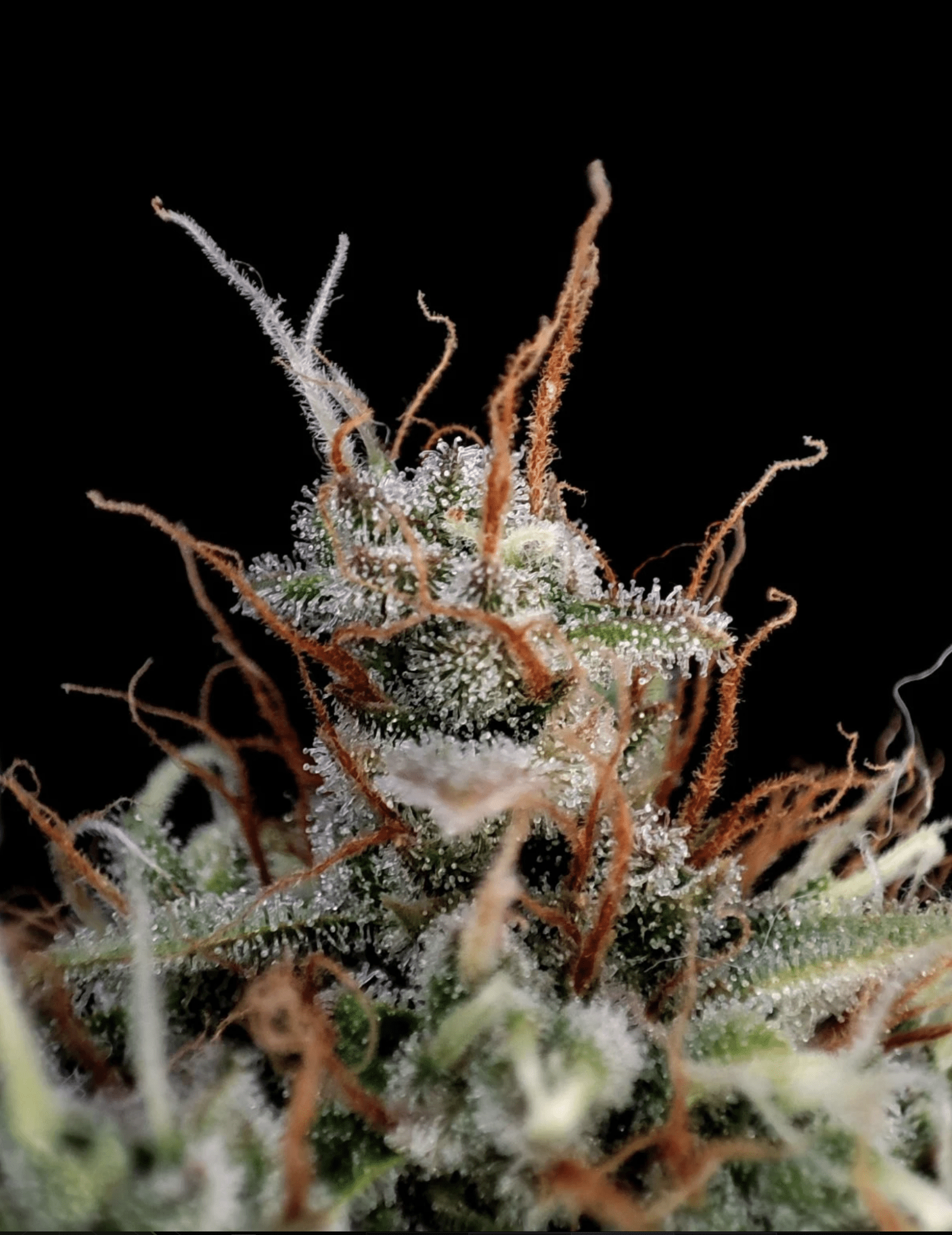Guava Auto 3 Seeds: Buy Feminized Autoflower Seeds - DCSE