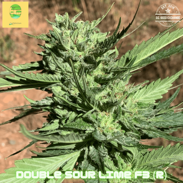 Double Sour Lime F3 (Amherst Sour Diesel F3 x Sour Jamaican Lime F3) 10 ...